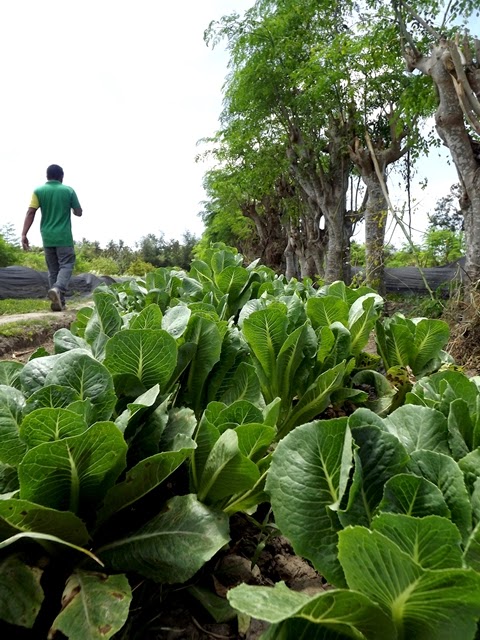 mybeautifulILOILO: Organic Adventure in Orchard Valley