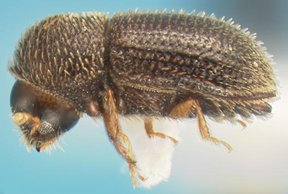 Variety of Life: Hypothenemus