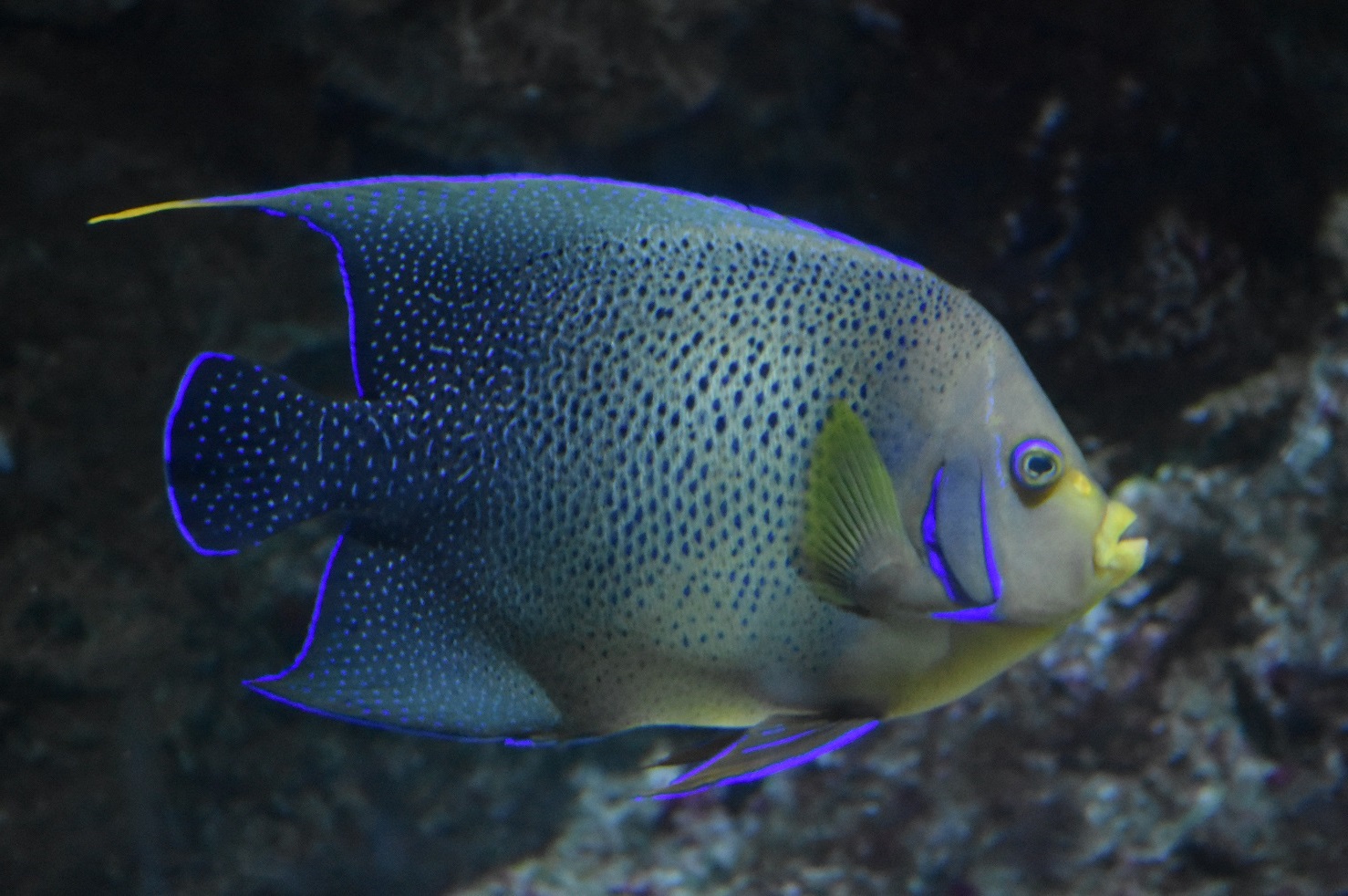 ZOOTOGRAFIANDO (6.100 ANIMALS): PEZ ÁNGEL KORAN / BLUE KORAN ANGELFISH ...
