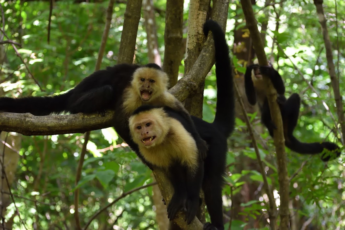 How Do Monkeys Communicate?