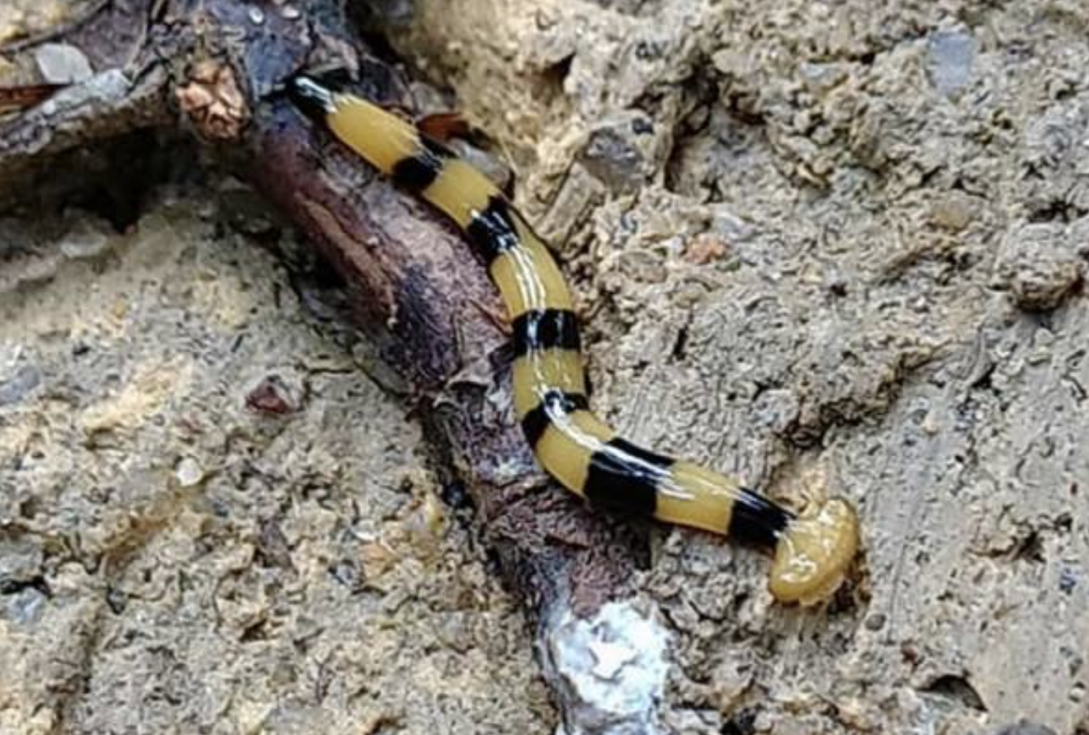 10 fakta mengenai cacing kepala tukul - Rancak TV