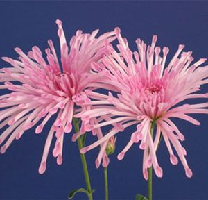 Lake Emily Garden formerly known as Earthworks, St. Peter, Minnesota ...