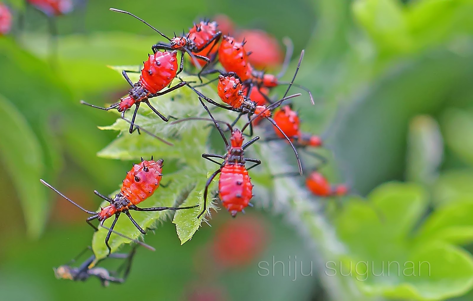 Cranium Bolts: Eensy-weensy beauties