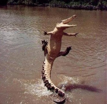 Funny crocodile pics - ONLINE NEWS ICON