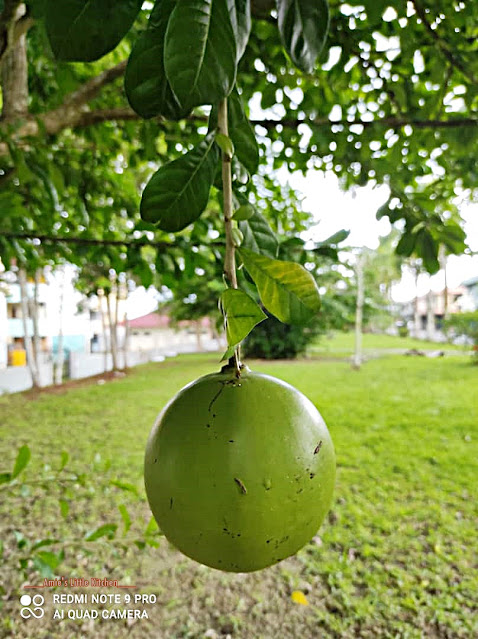 Berkenalan dengan Buah Labu Kayu @ Buah Maja @ Delima Batu @ Applewood ...