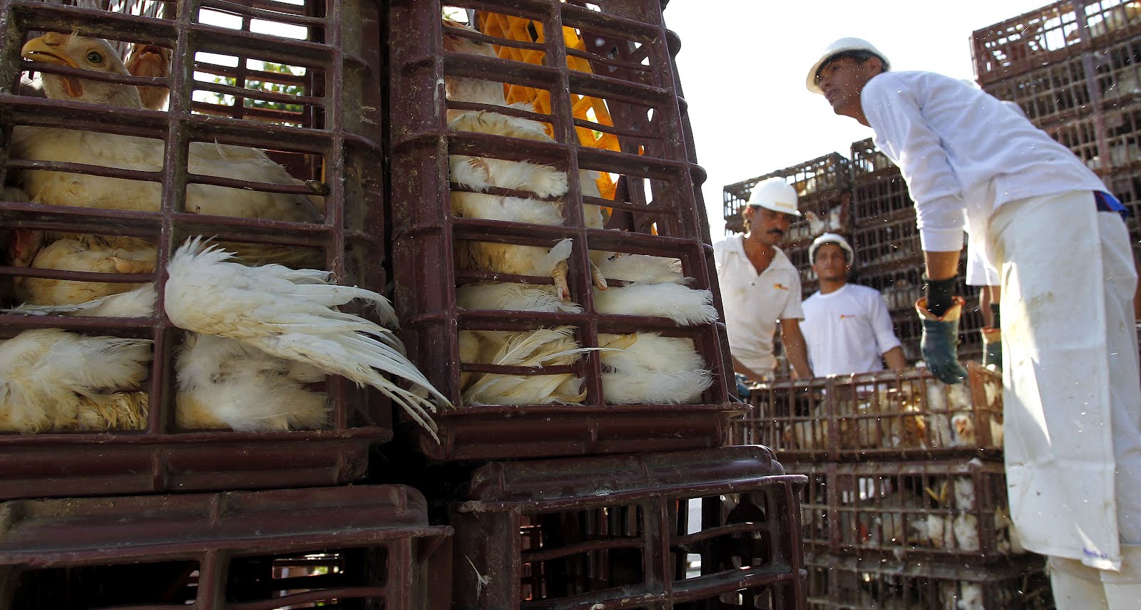Narración periodística: Caos por accidente de camión de pollos