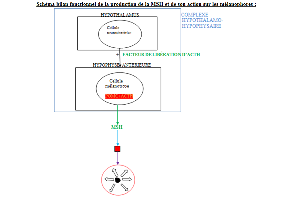 LE MIMÉTISME: Le Contrôle des Chromatophores