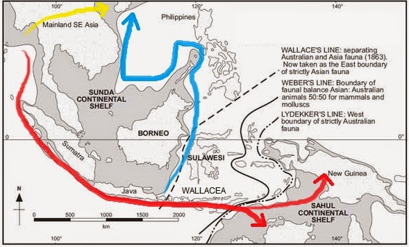 NRY haplogroup C, part 2. Eurasia and Homo erectus | Patagonian monsters