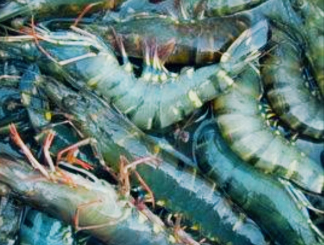 spesiesjenisikan: PROSES PEMIJAHAN UDANG WINDU