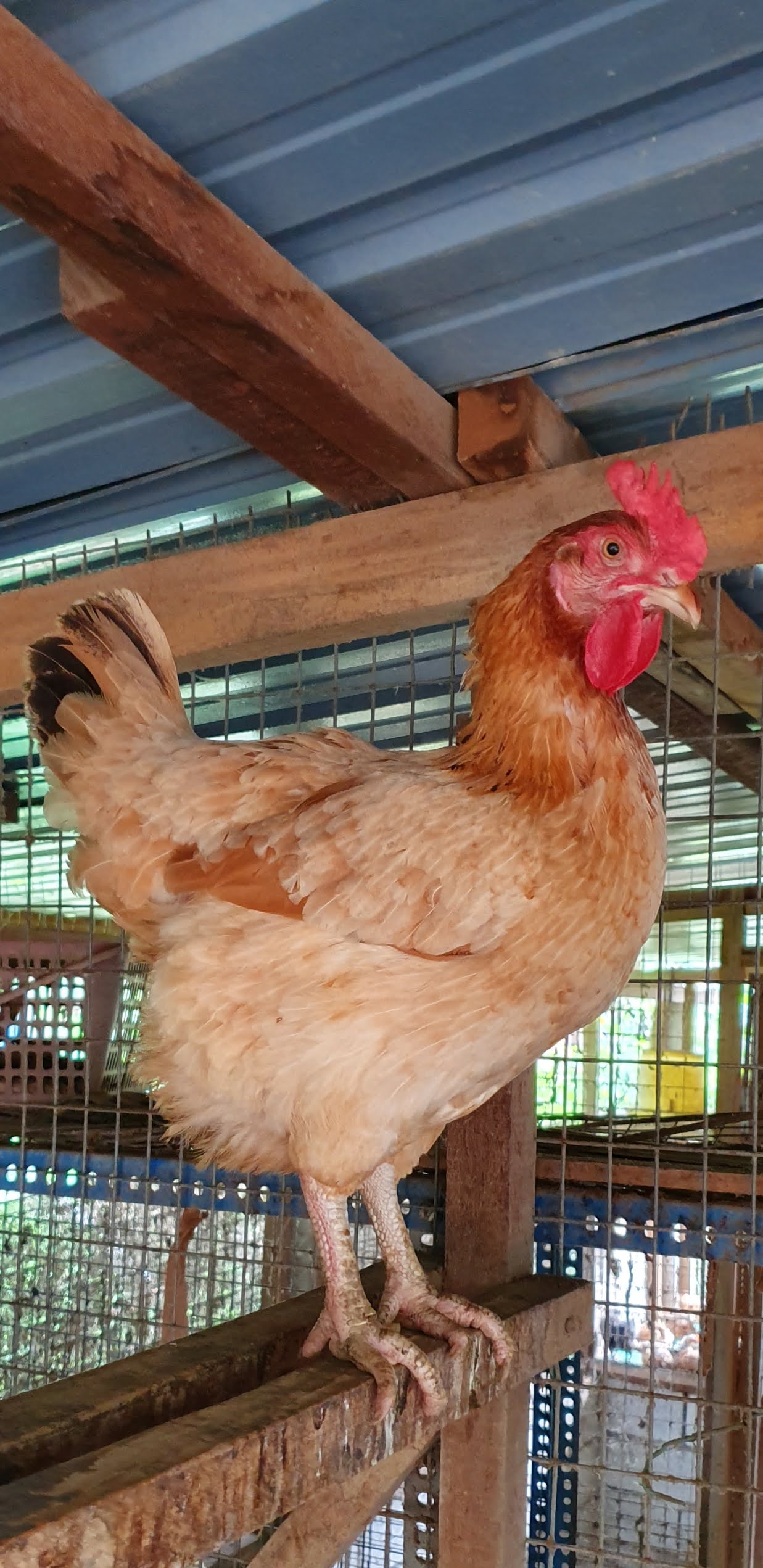Warisan Petani: Induk Ayam Gajah