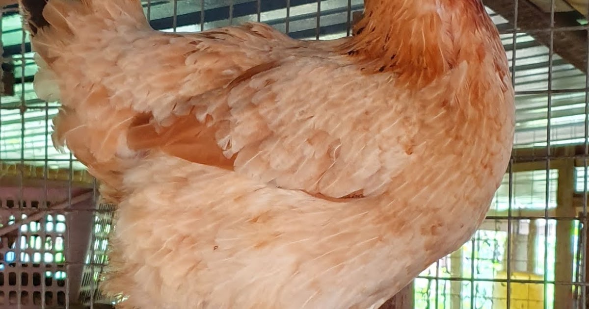 Warisan Petani: Induk Ayam Gajah