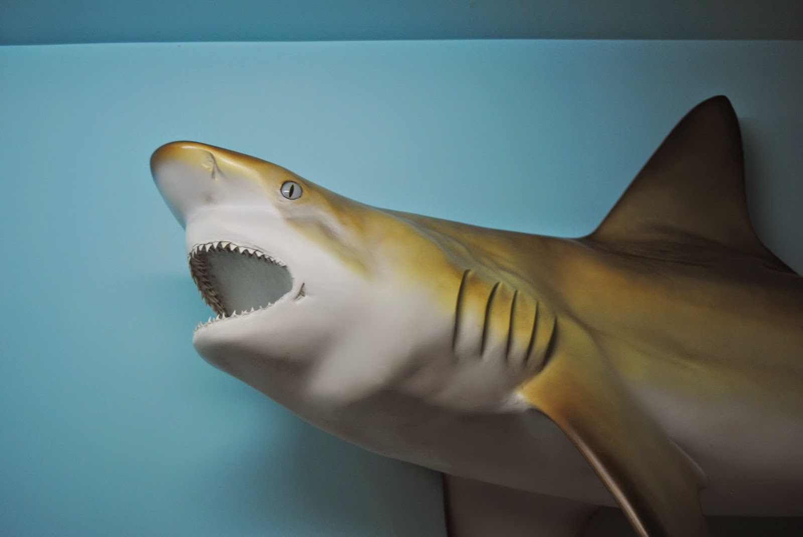 The Carpetbagger: Mammoth Cave Wildlife Museum