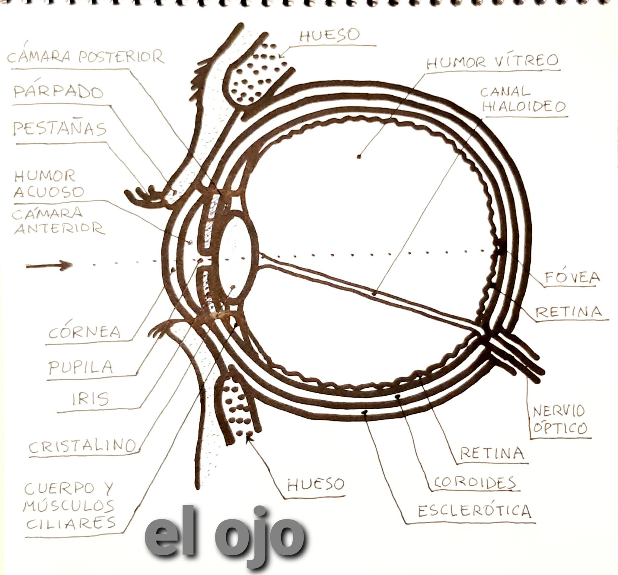 H.A. DIBUJO 20-21: El ojo humano