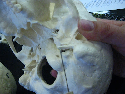 Boned: Human Skull - styloid proces (of temporal bone)