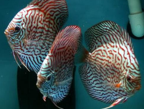 100 Discus Classification according to color and line | king fish