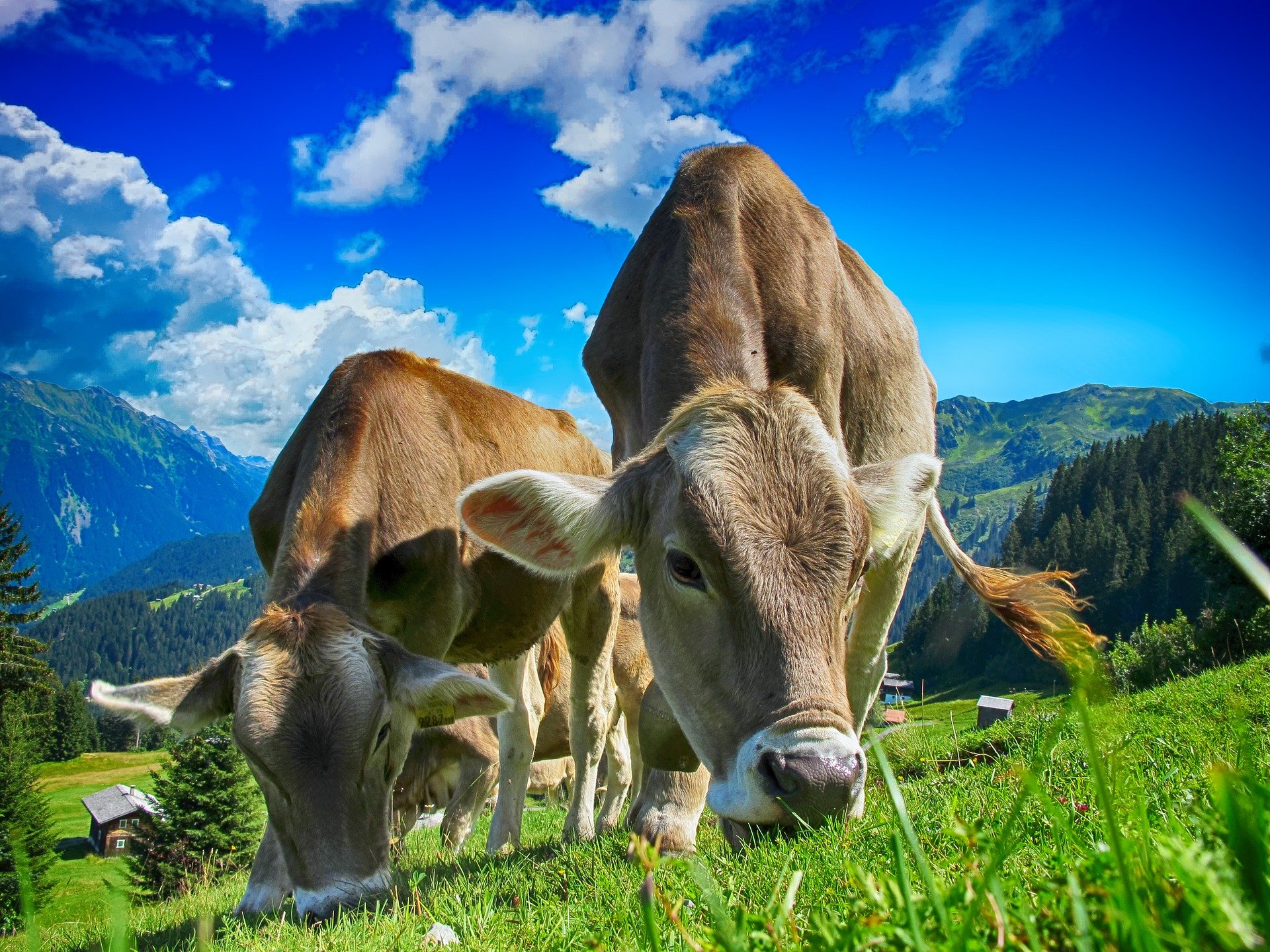 Amazing Facts About Animals In Hindi amazing-facts-about-animals-in-hindi