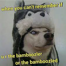 Bamboozled Again: 11 Pictures of Puppers Who Bamboozled Us Again