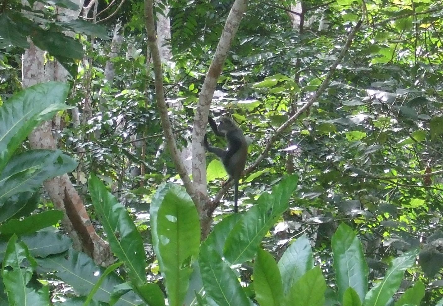 Daughter of Norway: In Amani Nature Reserve, Tanzania