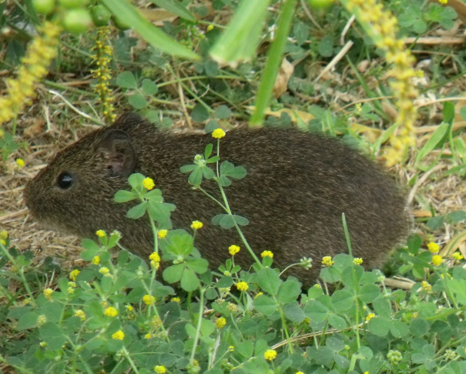 NATURALEZA Y CULTURA: El Cuis Grande