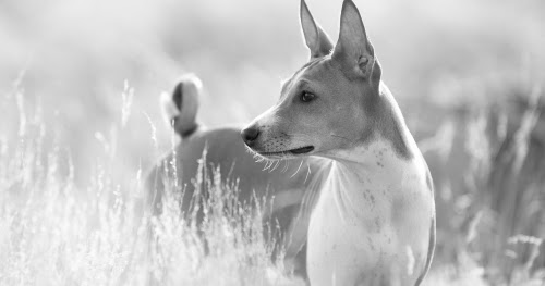Famous Dogs in History: Basenji: Africa's Barkless Dog