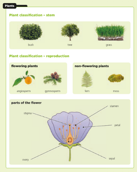 NATURAL AND SOCIAL SCIENCE: NS 4: PLANTS