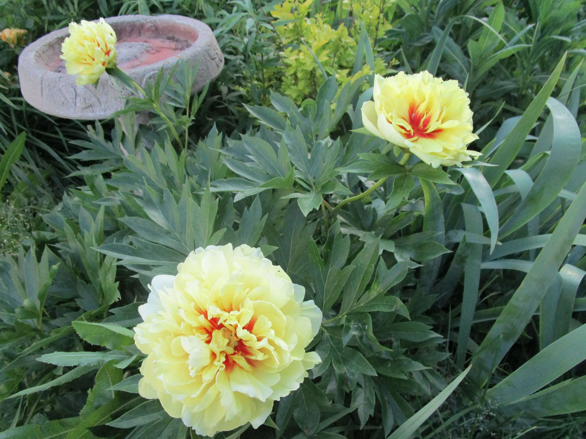 Garden Fancy: June Flowers