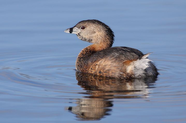 Bev's Nature Blog: Pied-billed Grebe