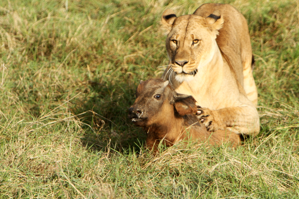 Marie's Wildlife blog: Lioness & Buffalo Calf