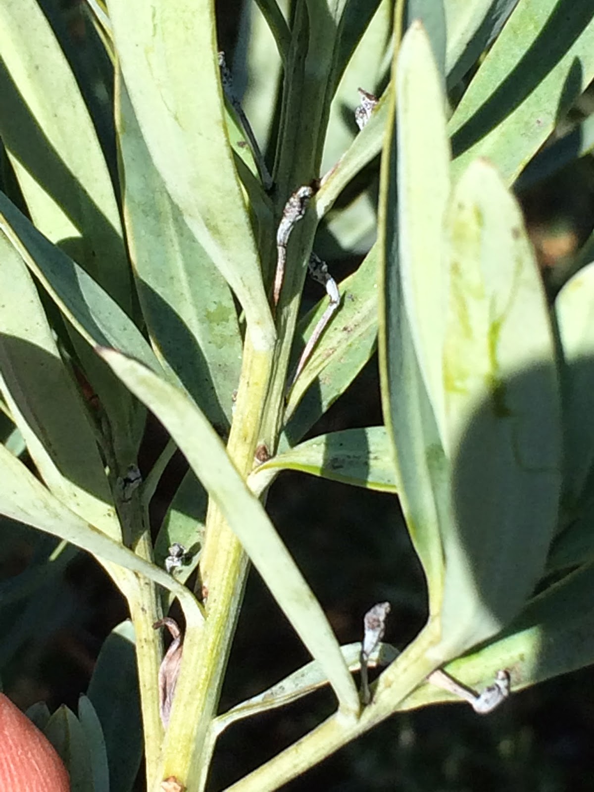 Trees of Santa Cruz County: Podocarpus elongatus 'Monmal' - Icee Blue ...