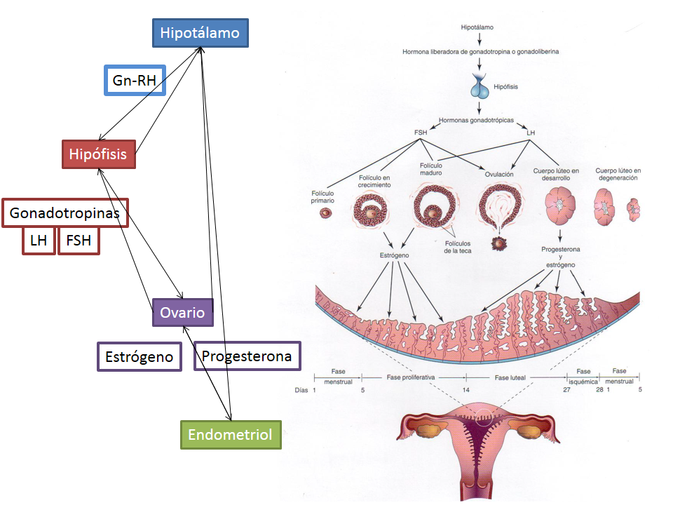 Blog 2 de Fisiología de Vladimir Solabdias Quiñonez Palacios: Eje-Hipotálamo-Hipófisis-Ovario ...