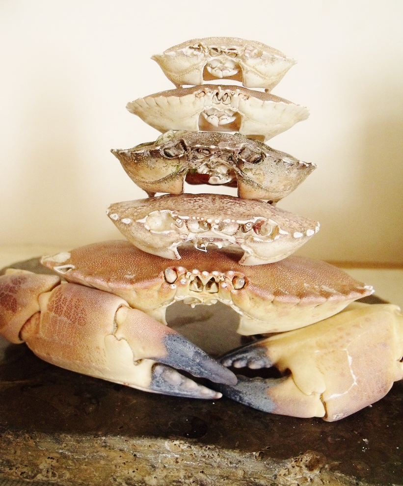 Wild Treasures: 5 Ways To Display Beachcombing Finds