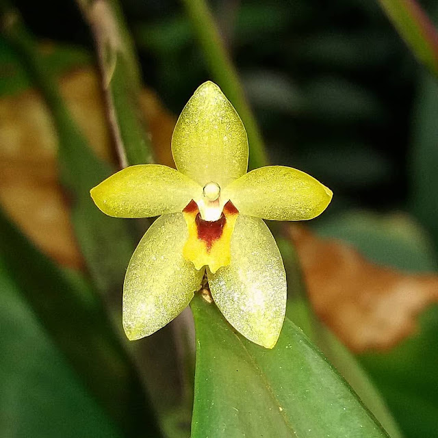 Octomeria grandiflora
