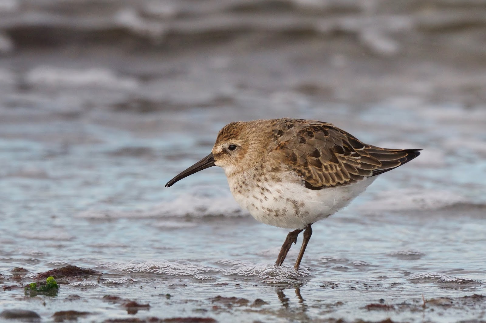 Naturfoto Einar Hugnes: Seks sandlo og ei myrsnipe på Vingestranda på ...