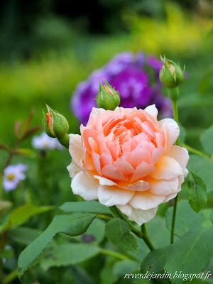 IL ETAIT UN PETIT JARD'AIN ...: REVERIES ROSES (suite)