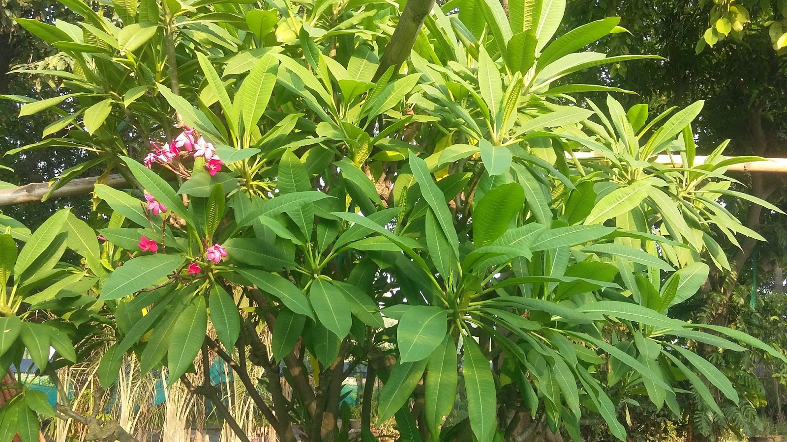 GreenWorld Nursery Farm Pattoki : GUL.E.CHEEN