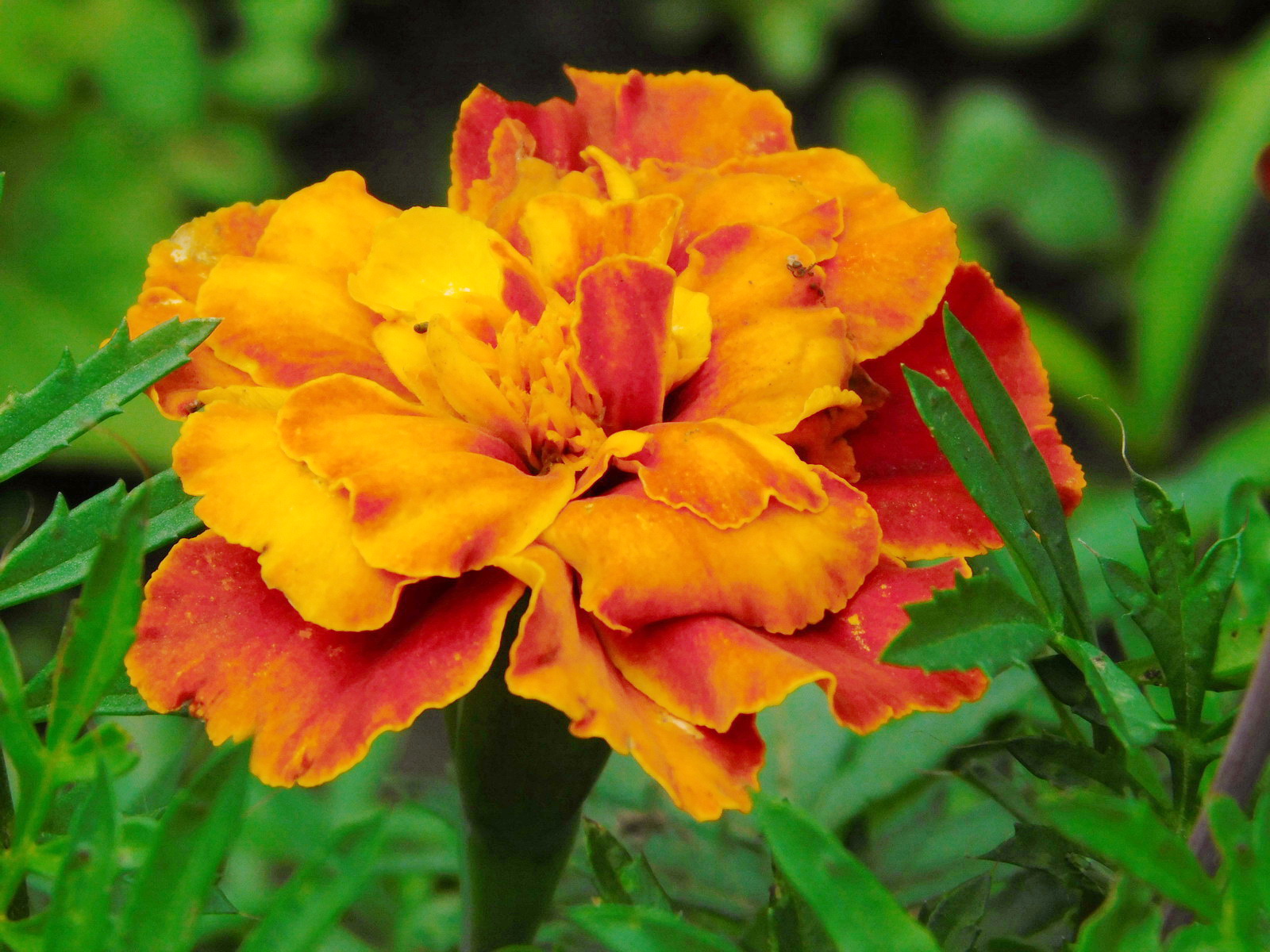 LA MULTI ANI, ROMANIA!: Crăițe (tagetes)