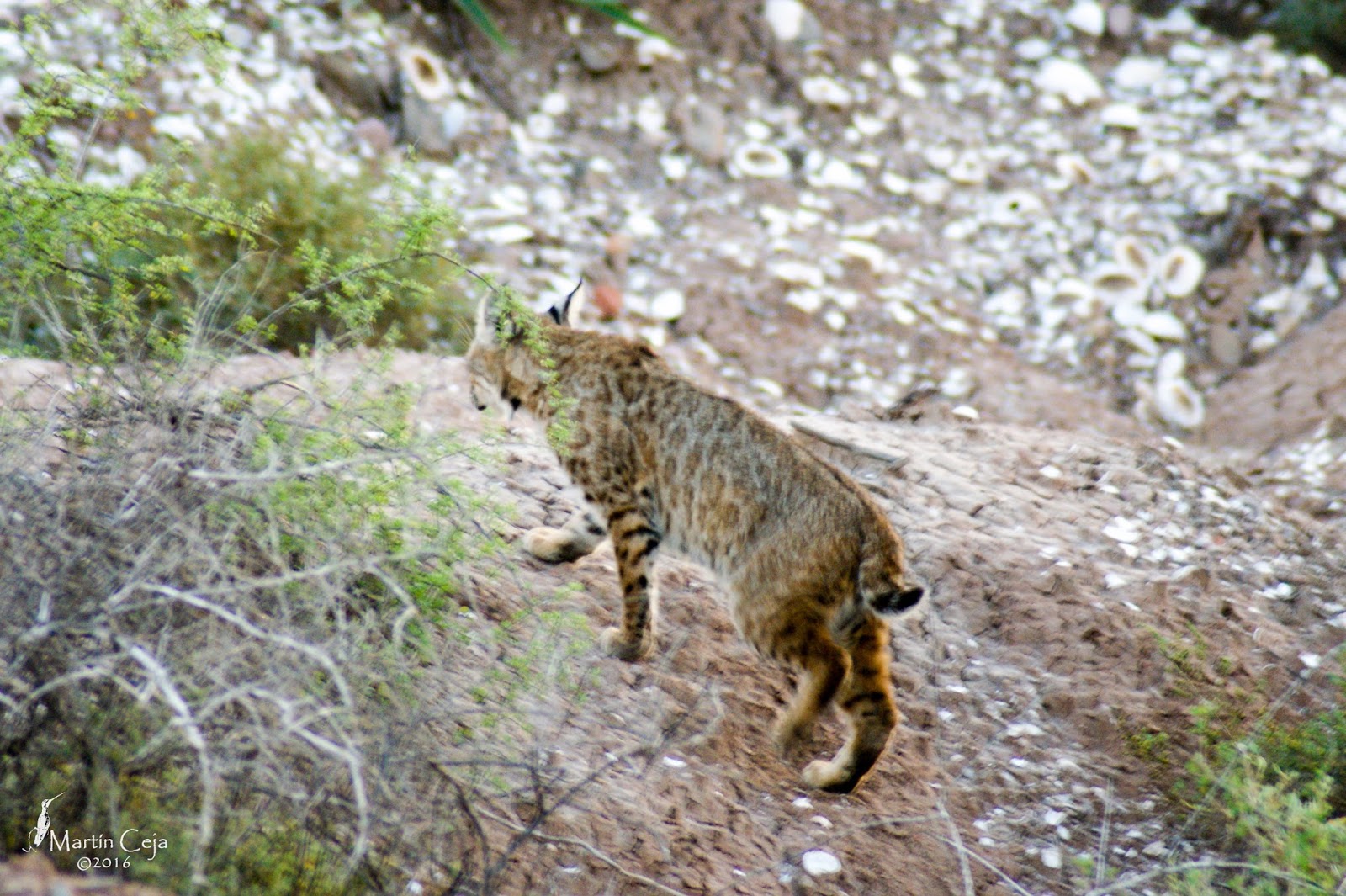 CEJA | Fotografía: Lince Rojo o Gato Montés (Lynx rufus)