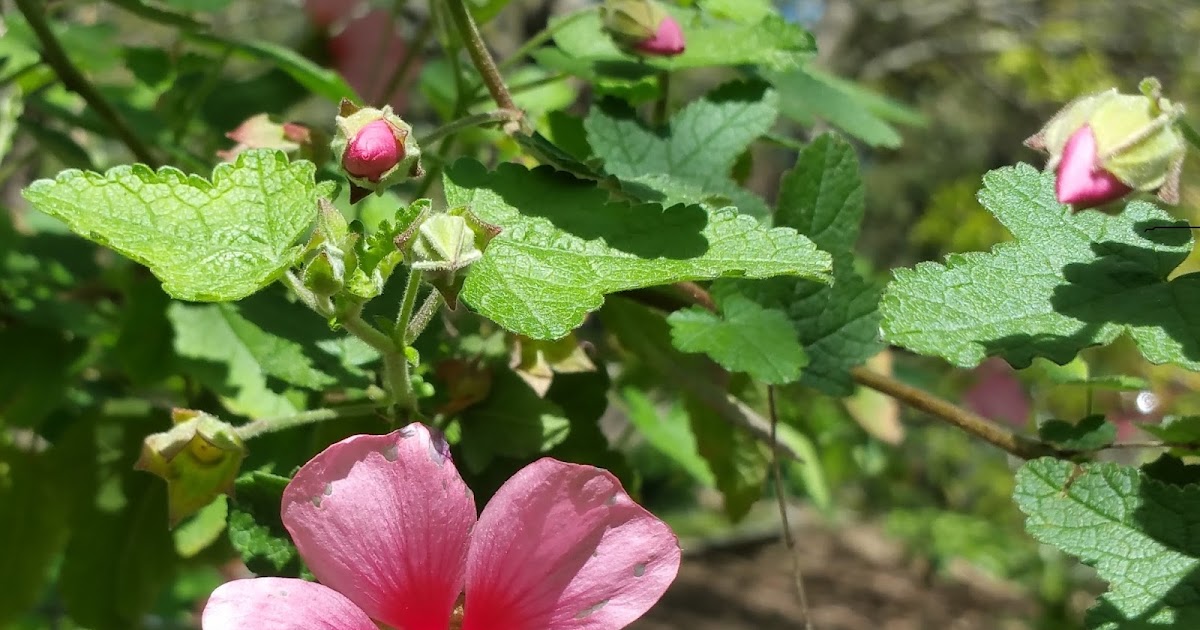 Western Tree Nursery Wholesale Only - California: Anisodontea capensis ...