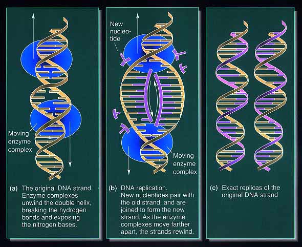 The Vatic Project: DNA Changes and Psychic Consciousness