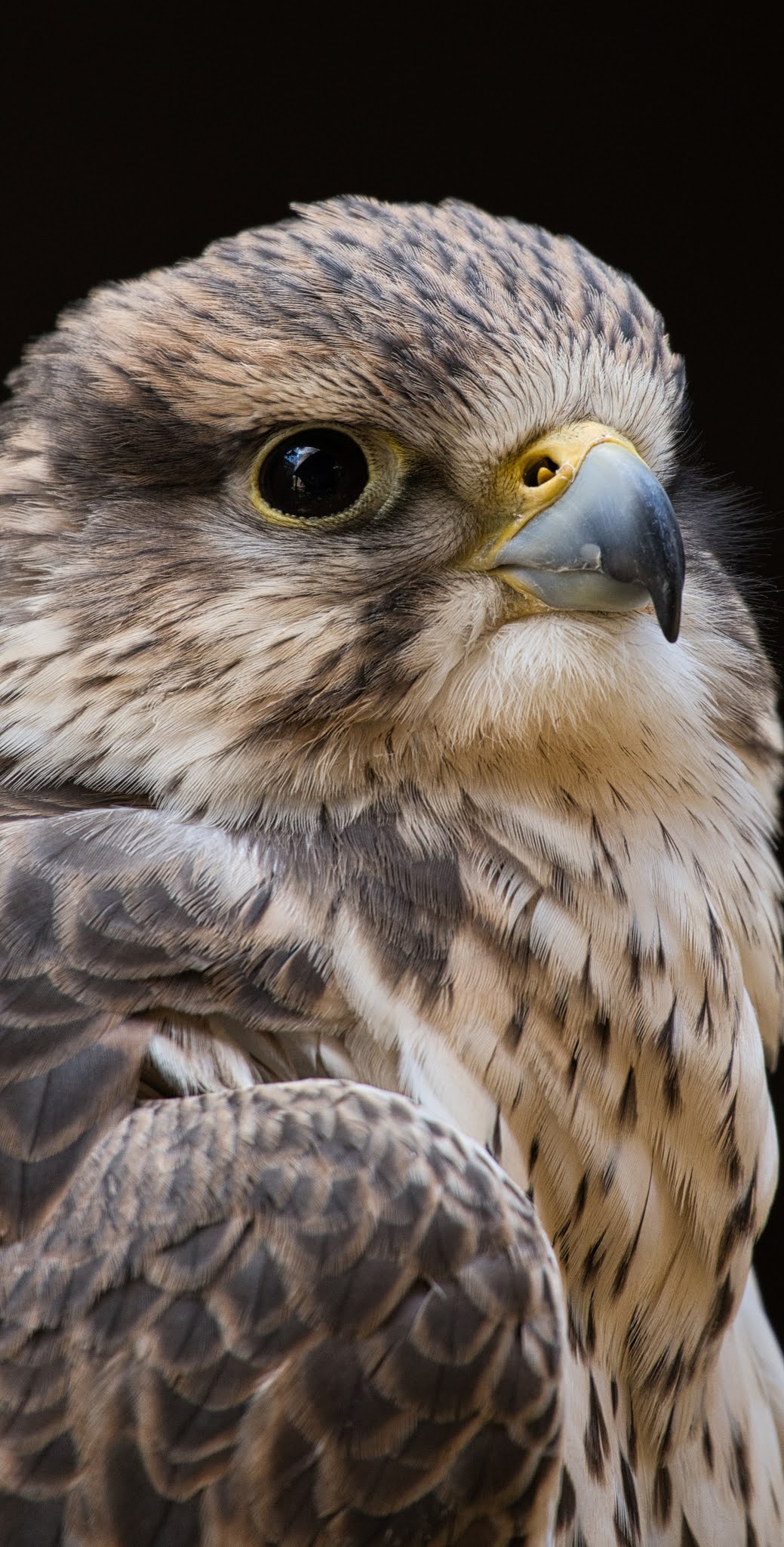 Falcon bird up close - About Wild Animals