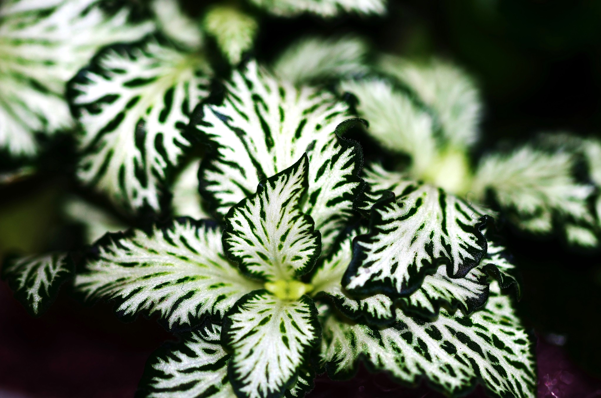 Fittonia - Nerve plant care and culture | Travaldo's blog