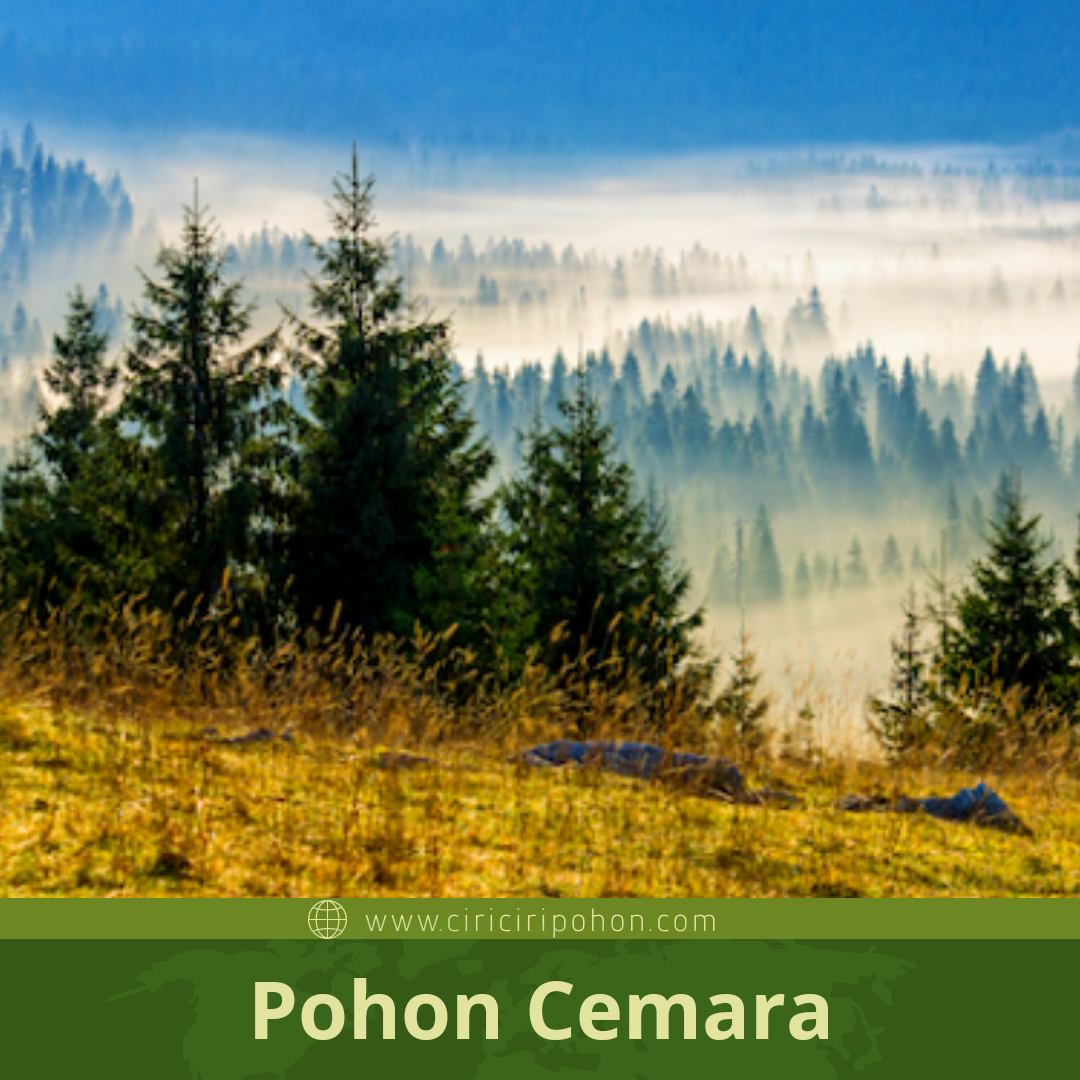 Fakta Cemara yang Jadi Pembeda dengan Jenis Keluarga Pinus yang Lainnya ...