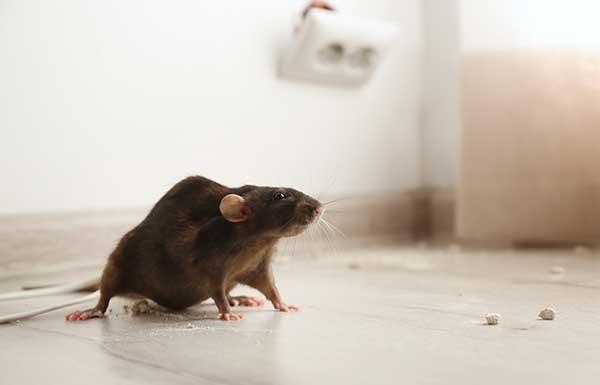 5 scary facts about Rats you might not know