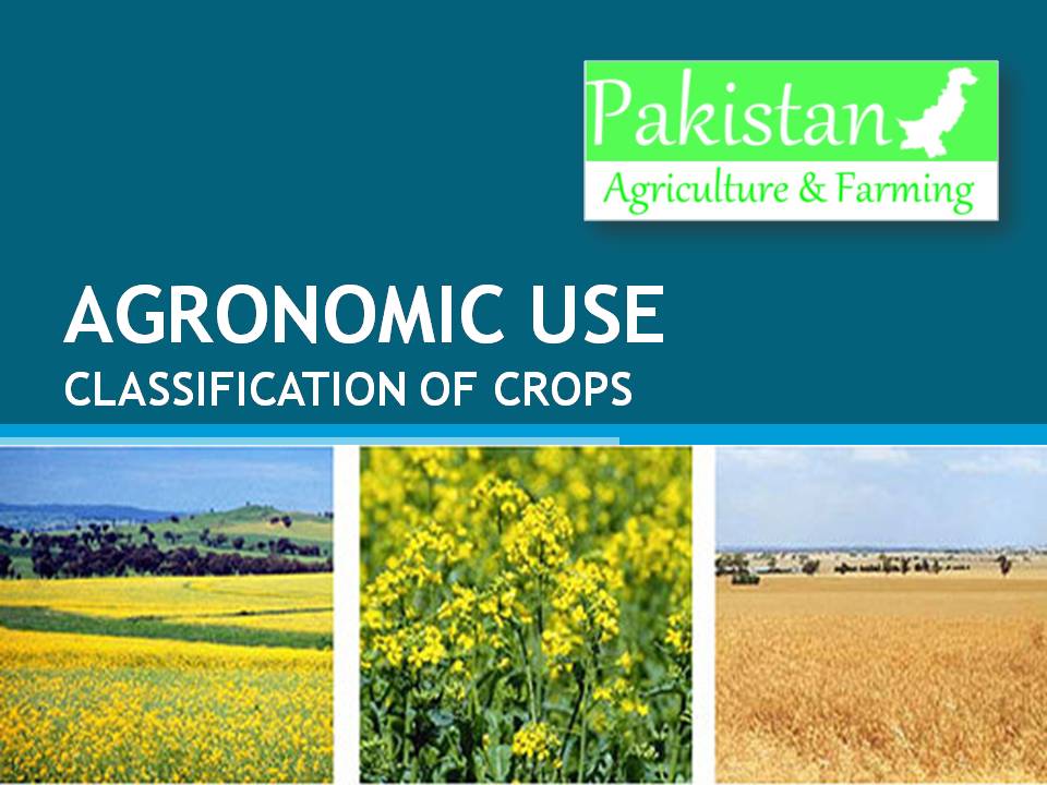 List of Crops of Pakistan and their Agronomic Use