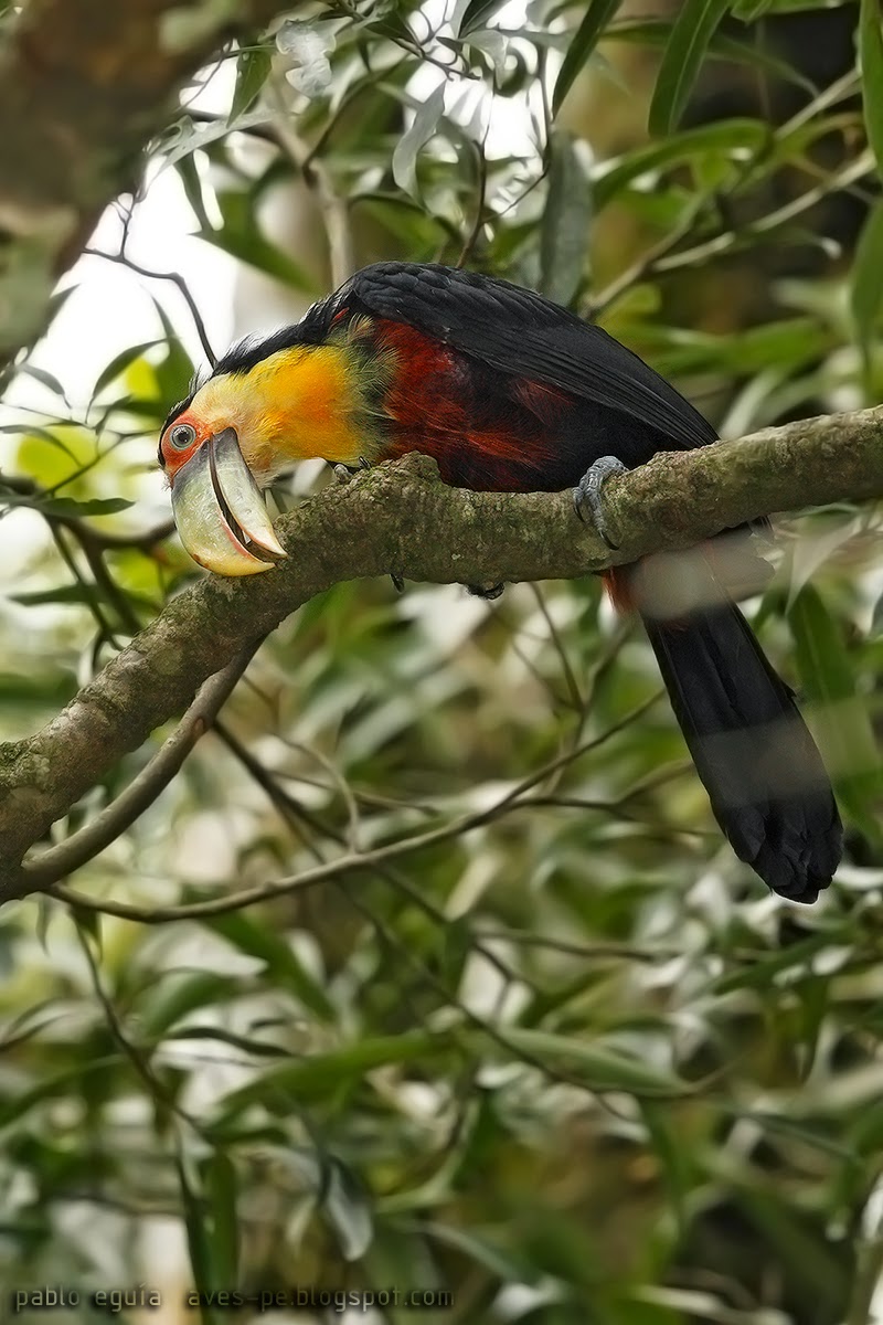 mis fotos de aves: Ramphastos dicolorus Tucán Pico Verde Red-breasted ...