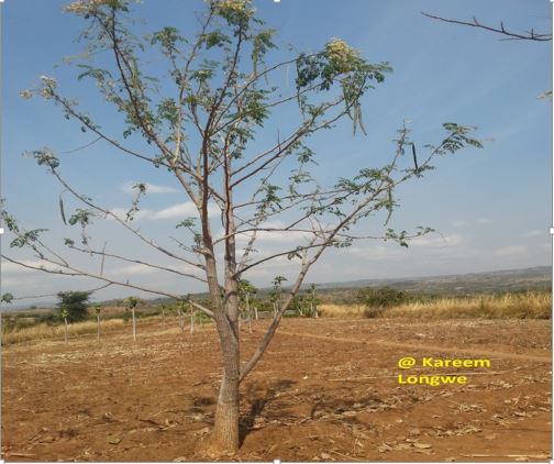 Advancing Sustainable Agriculture: Moringa Tree a Hidden Treasure, an ...