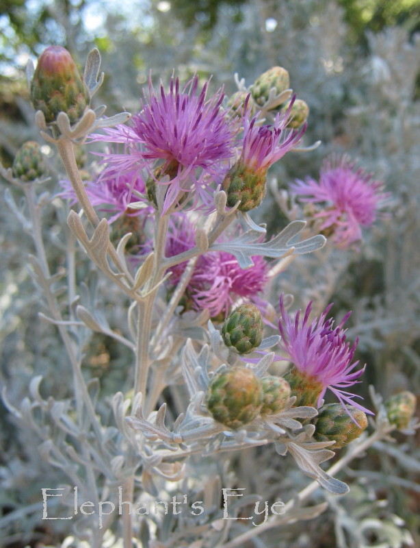 Elephant's Eye: Foreign flowers in December