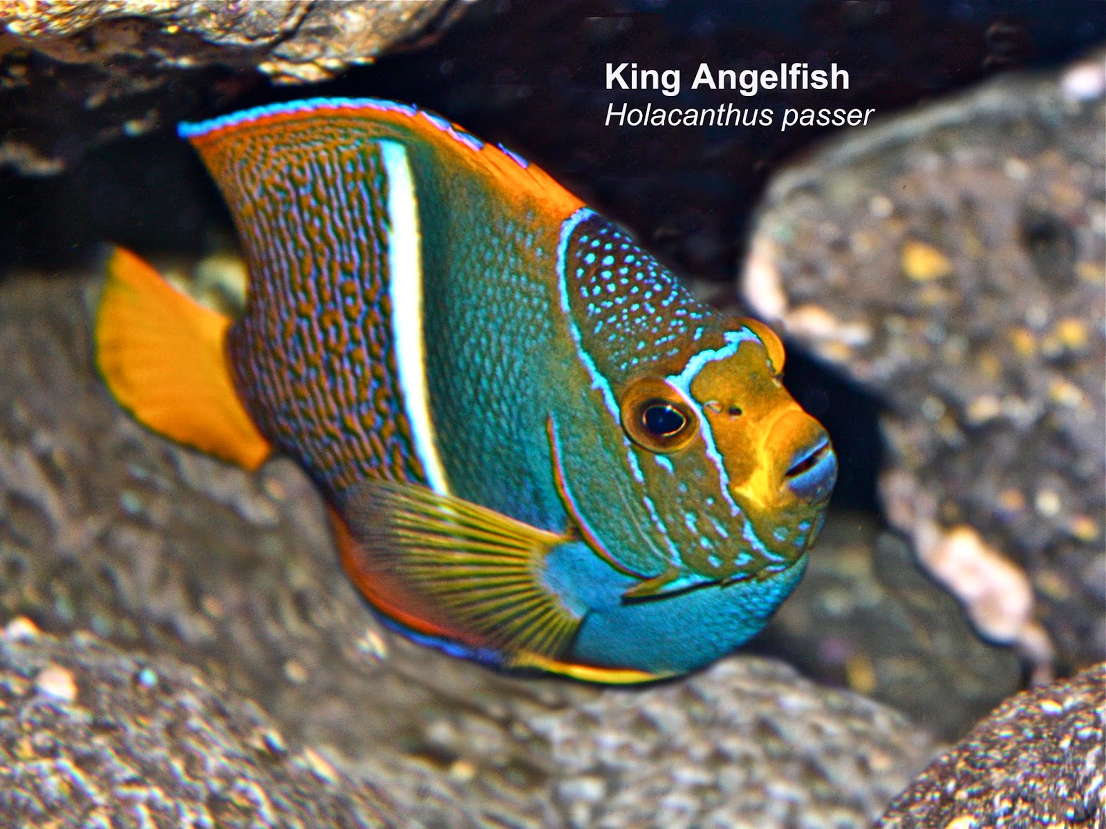 fish share: Angelfish Photo Gallery-9