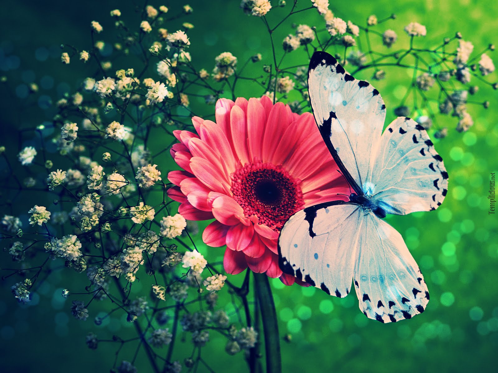 Butterfly Wallpaper - Butterfly Pict