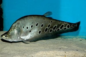 Flora dan Fauna Khas Sumatera Selatan - THE COLOUR OF INDONESIA